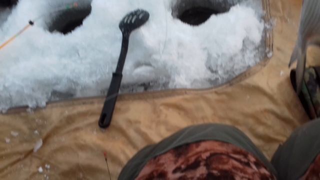 Белая рыба зимой