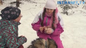 Маламуты помогут детям с особыми потребностями