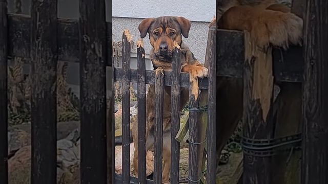 Дружок