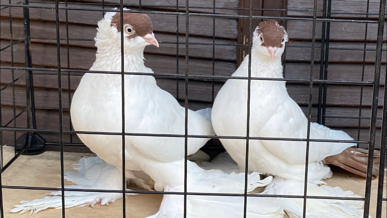 exotic pigeons Голуби ️ Уральские Монахи
