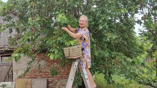 Шелковица  20220609