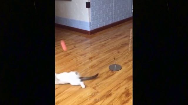 Приколы с котиками. Котики #104