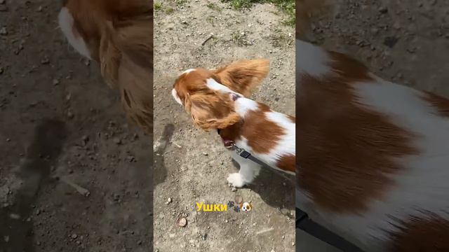 Ах эти ушки 🐾🐶💕