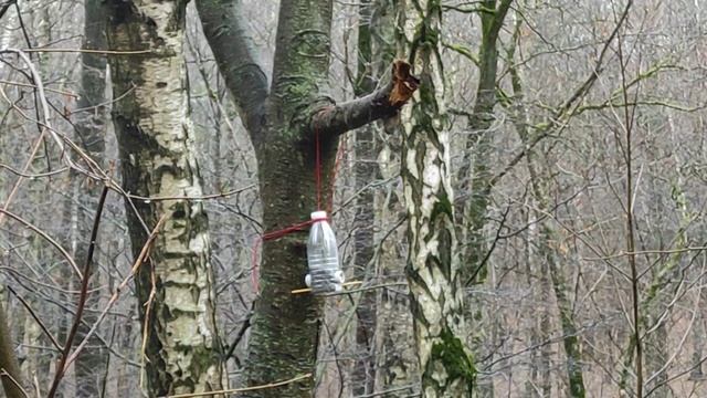 Наблюдаем за большими синицами, лазоревками и поползнем на кормушке в парке. 14.11.2023