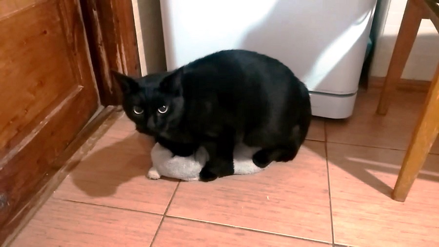 Любовь кота к панде