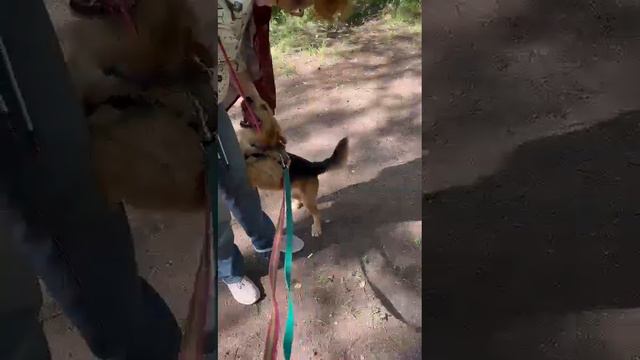 Терри из приюта ищет дом срочно!