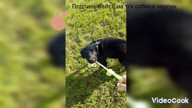 Влог-тренировка с собакой!!!♡♡♡
всем хорошего дня♡♡♡