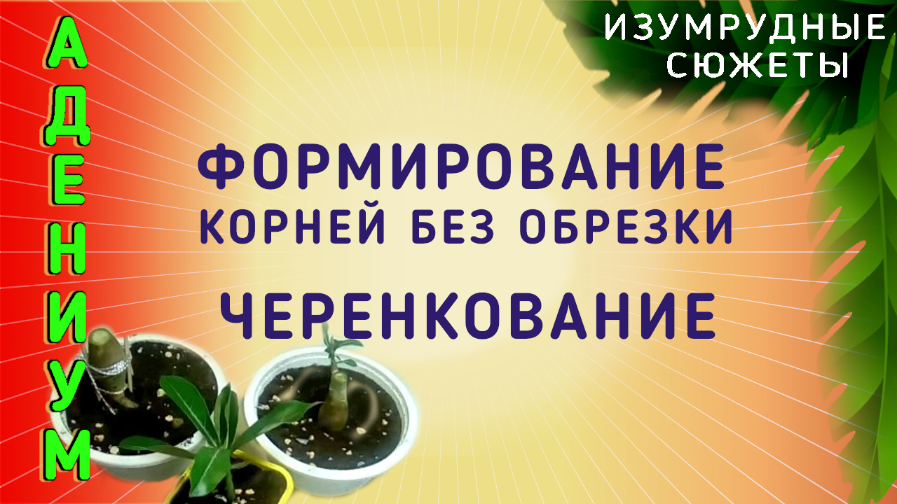 Адениум. Формирование центрального корня без обрезки. Семена адениума Kesorn  Thailand.