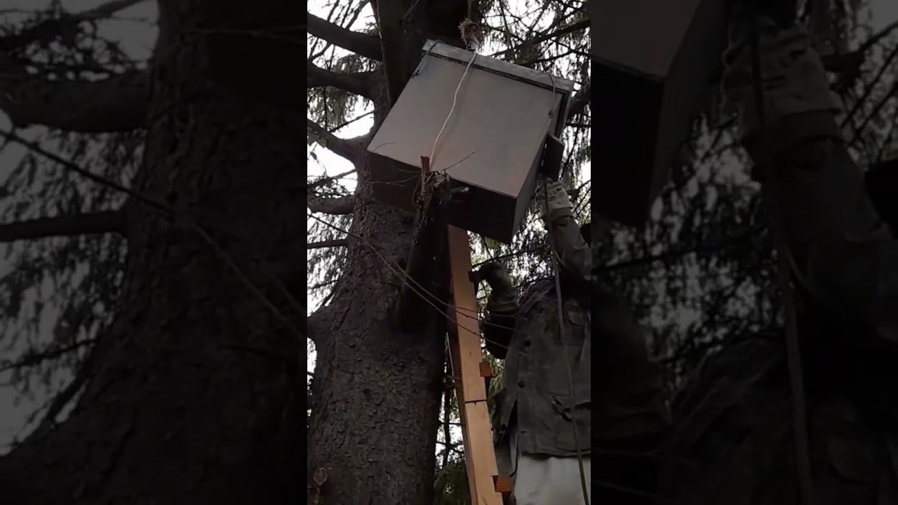 Поймал рой пчёл! Снимаю ловушку с ветвистой ели. #Пчёлы