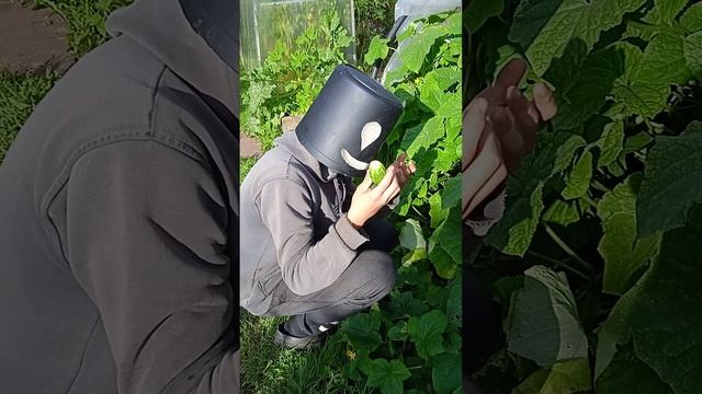 огурцы.mp4