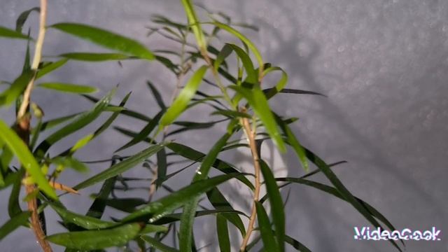 Мирт Мелалеука СП 2