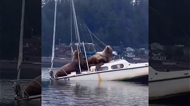 Моржи на якорной стоянке