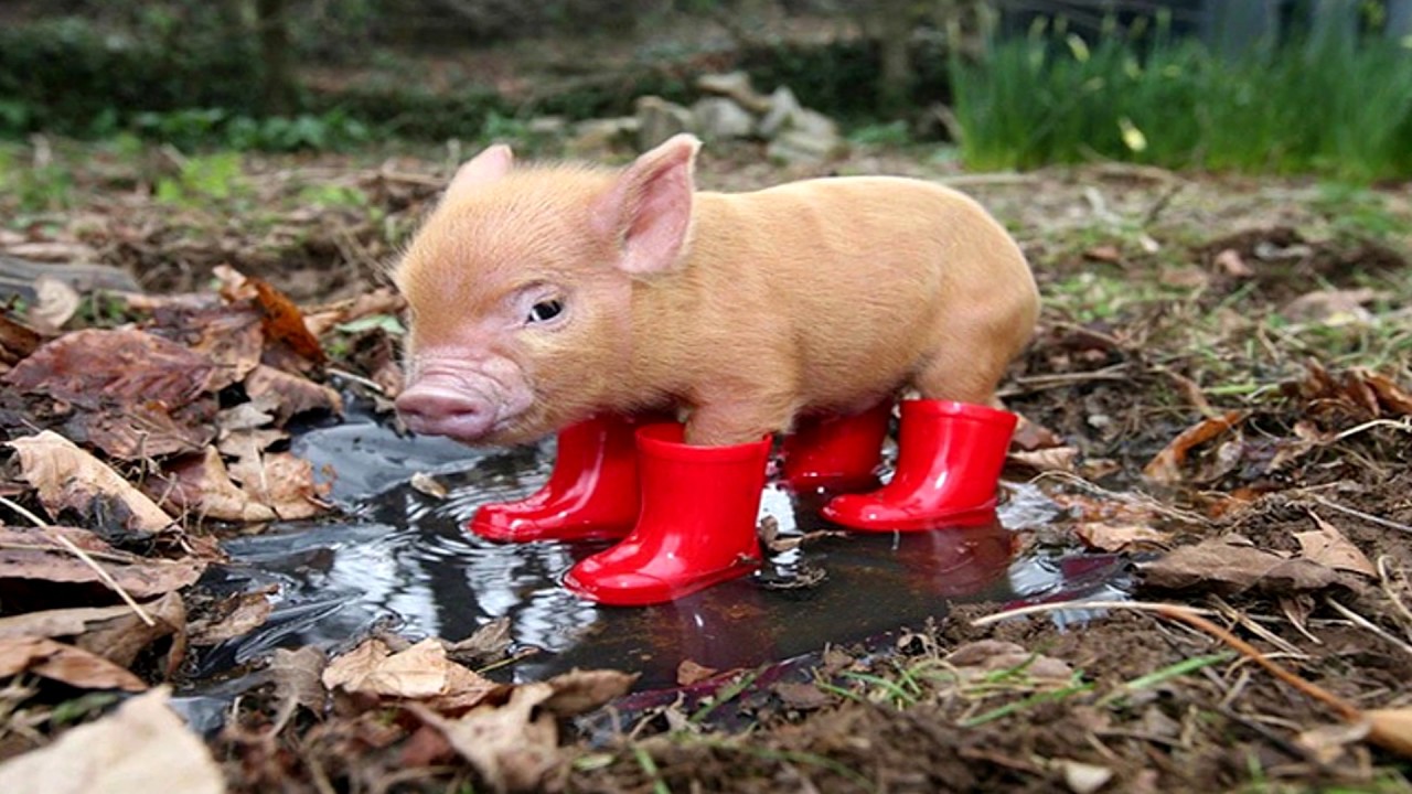 ТОП 5 Милых животных у которых предки были монстры | RISEME