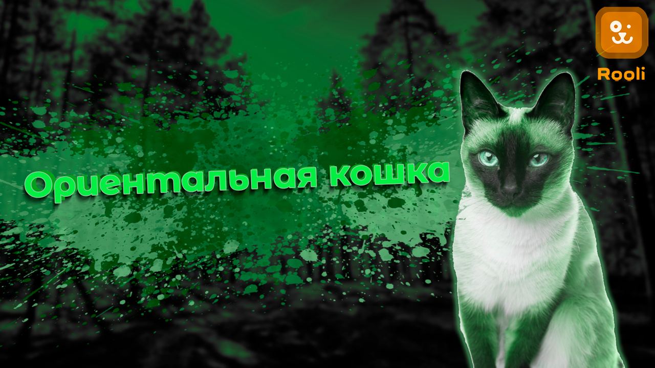 Уход за Американской короткошерстной кошкой: Советы и рекомендации