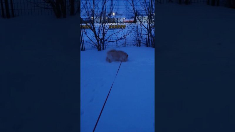Чау Чау