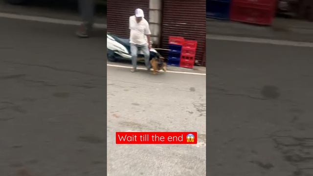 Siberian Husky vs German Shepard 😱🫨🔥                #dog #fight