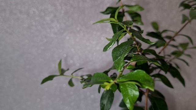 Мирт зелёный крупнолистный