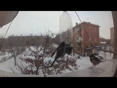 Полёт синицы (замедлено в 4 раза)