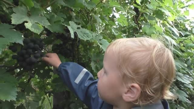 Внук в Сростках и виноград.