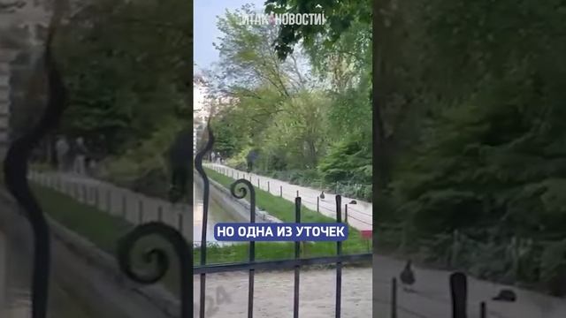 Москвичу настучали клювом по голове! | Итак, новости!