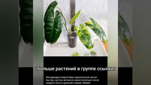 1.11.23 #Растения почтой?Орхидеи?Эпипремнумы?Филодендроны и др #растения #цветы #купить #shorts