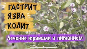 ГАСТРИТ, ЯЗВА, КОЛИТ - ЛЕЧЕНИЕ ТРАВАМИ И ПИТАНИЕМ