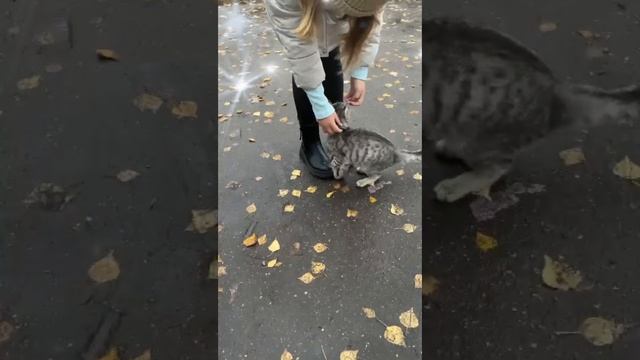 Вот такие уличные котики....