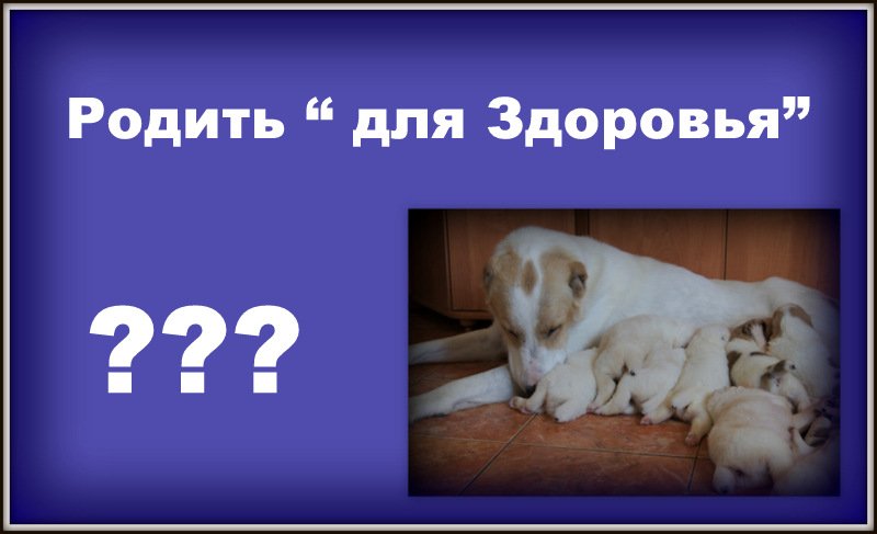 Надо ли собаке рожать ?