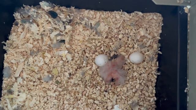 Птенцы попугаев Катерины-1 и 2 дня