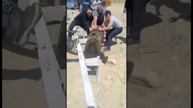 Спасли медведя