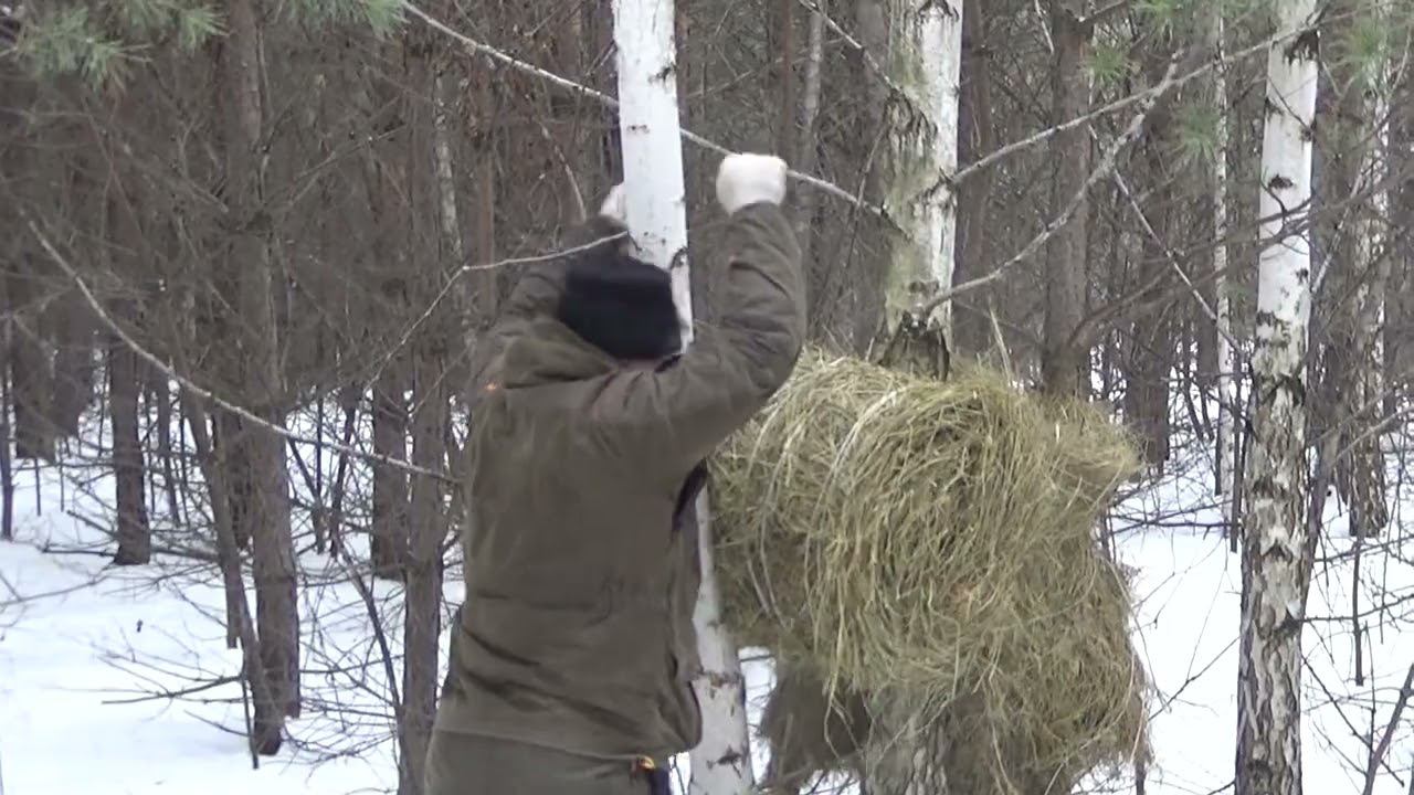Закрытие сезона (подкармливаем косуль).