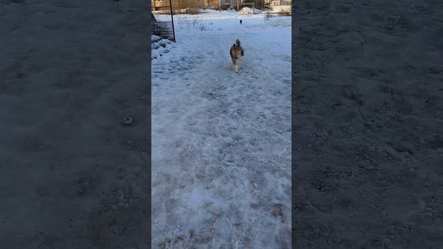 Лисенок.mp4