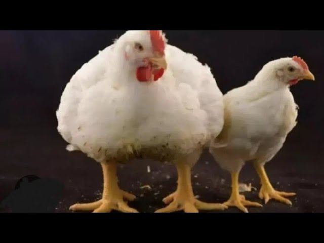 Вес бройлера в три недели