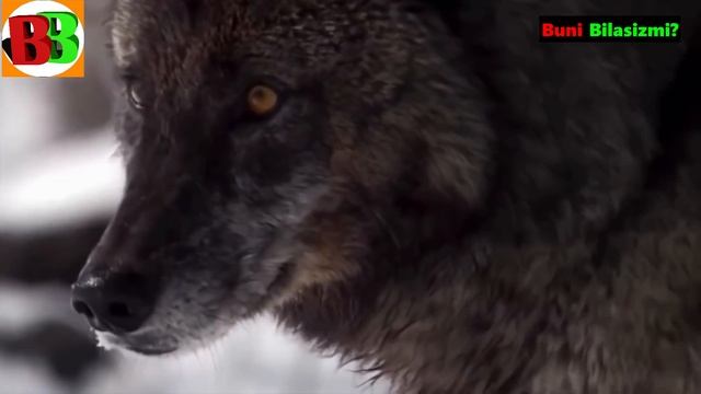 BO'RİLAR HAQİDA SİZ BİLMAGAN MALUMOTLAR / BO'RİLAR VA İTLAR JANGİ ...