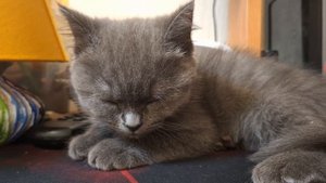 Минута расслабления с котиком.