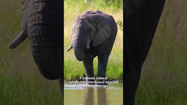 🐘🐘🐘