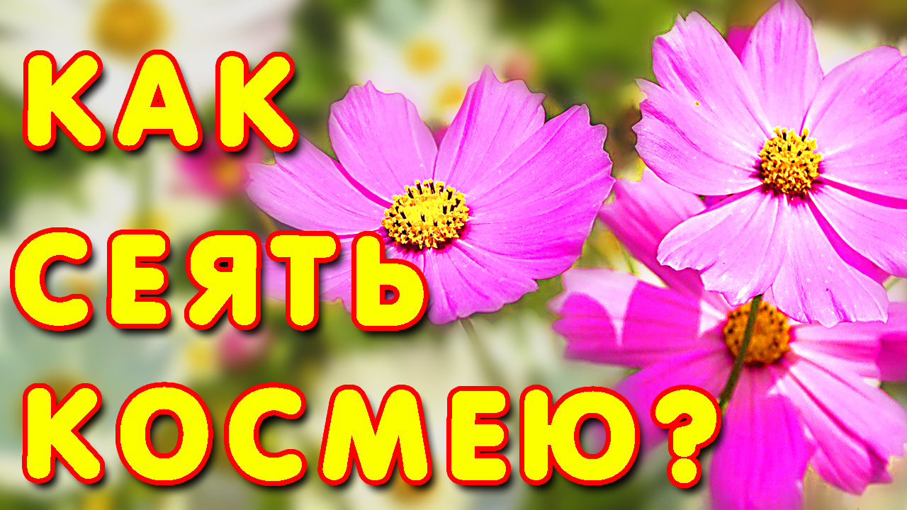 Космея однолетники. Космея из семян. Посев космеи. Выращивание космеи