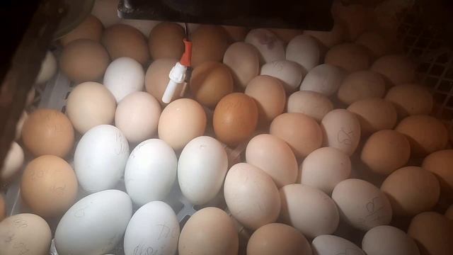 Ждем вывода цыплят. Выкладываю яйцо на решетку.