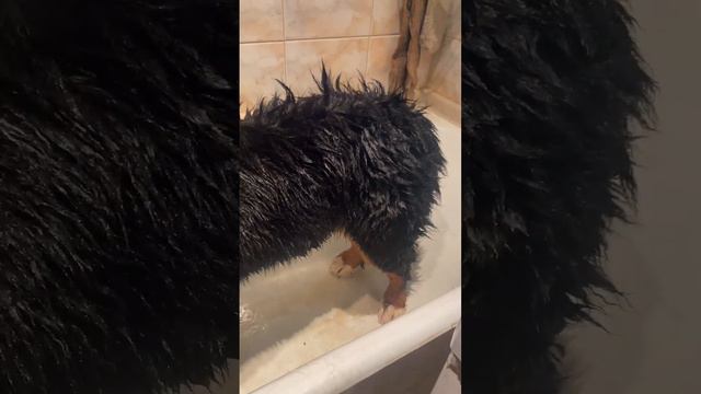 Купание бернского зенненхунда. Grooming bernese mountain dog