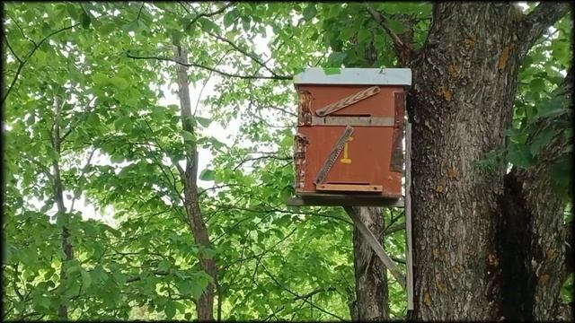 Проверка ловушек.Попался рой. Пчеловодство.