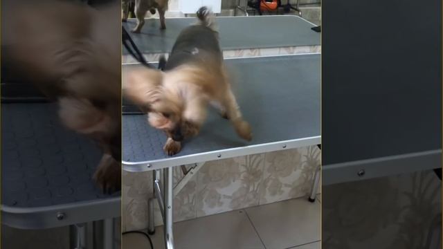 Стрижка Йоркширского Терьера