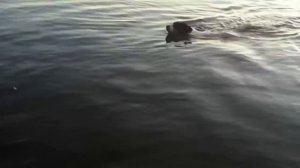 Хуго Поплавок