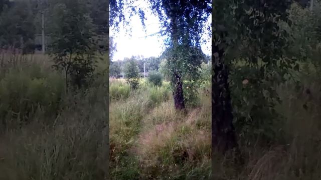 Товарный поезд на 298 км. перегон Ярославль-Данилов 02.08.2020г