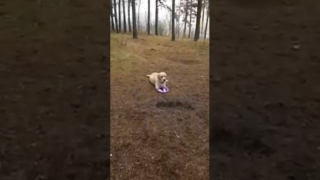 Лабрадор (9).mp4