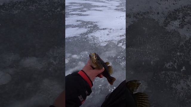 Отличный РОТАНЮГА !