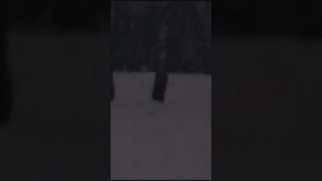 не гуляйте,по лесу