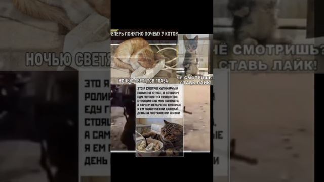 Мемы про животных-лучшие! #мемы #животные #рекомендации #россия #видео #военные #котики #memes
