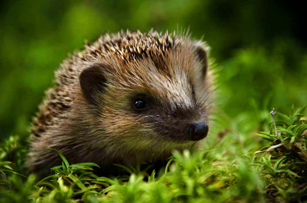 Встреча с Ёжиком