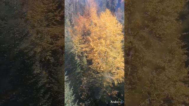 Спуск по канатой дороге?️