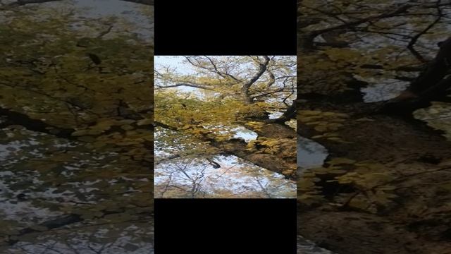 Вековое дерево